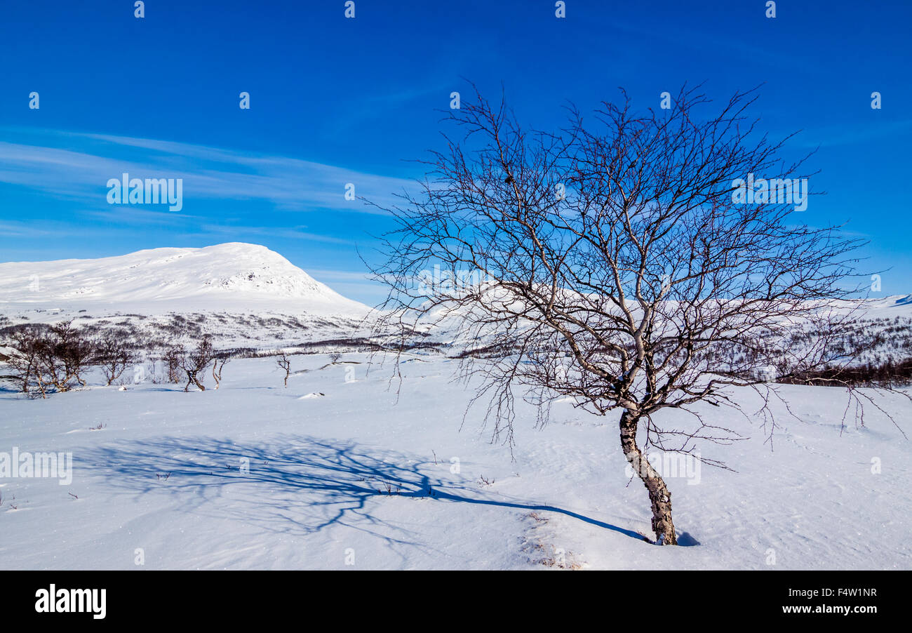 Winter in Vindelfjällen, Sweden Stock Photo - Alamy