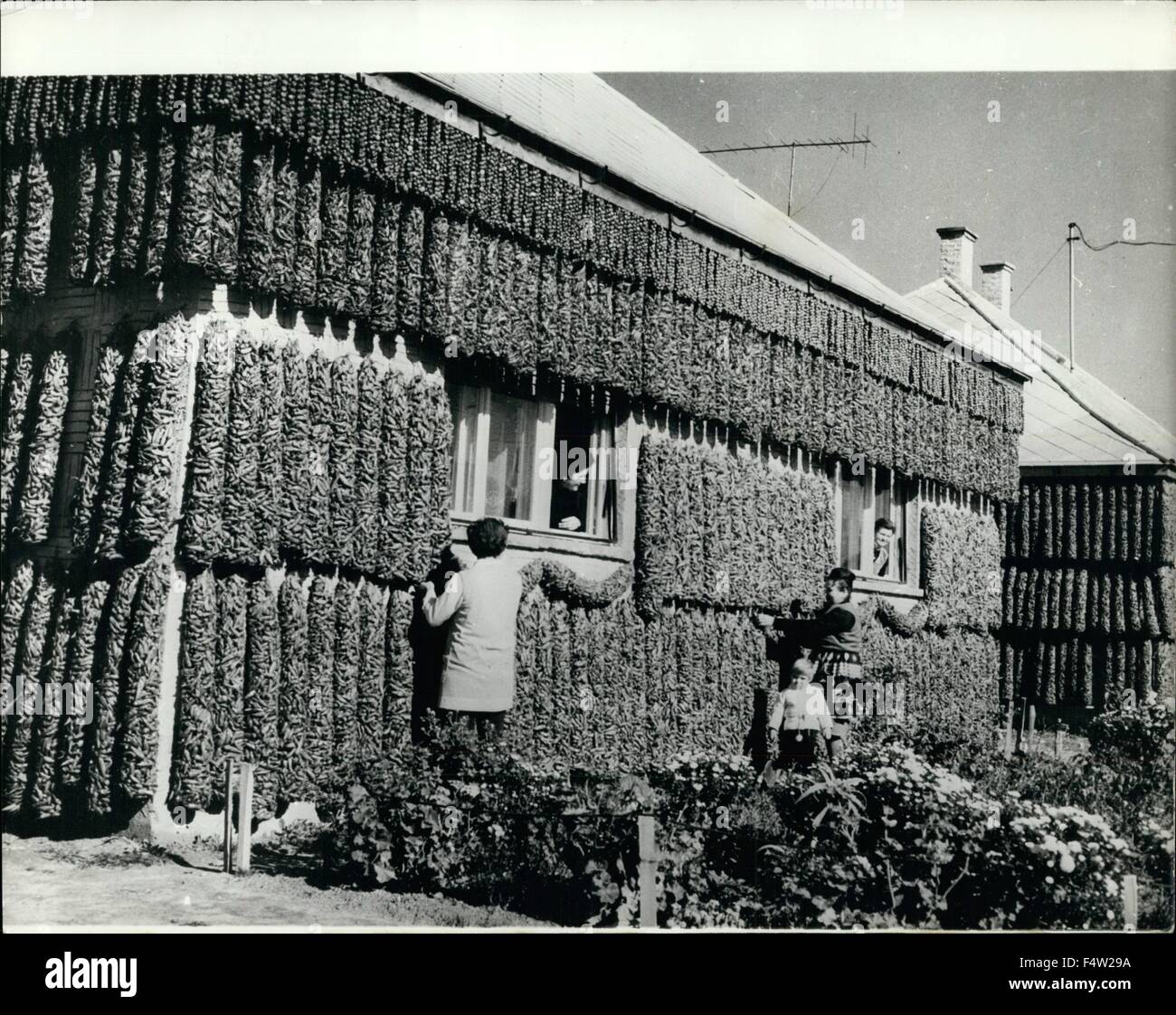 1968 - The Famous Hungarian Red Pepper: the richest red pepper crop of ...