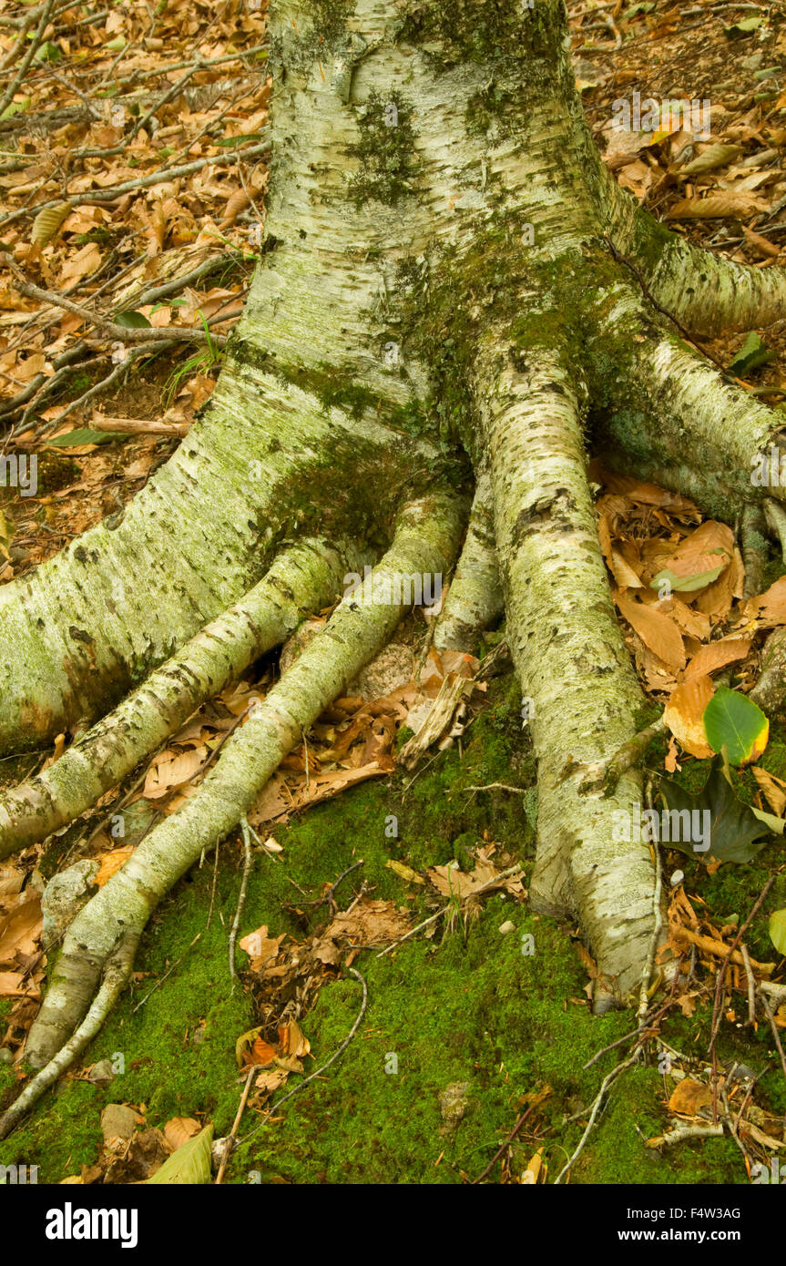 Birch roots, Acadia National Park, Maine Stock Photo - Alamy