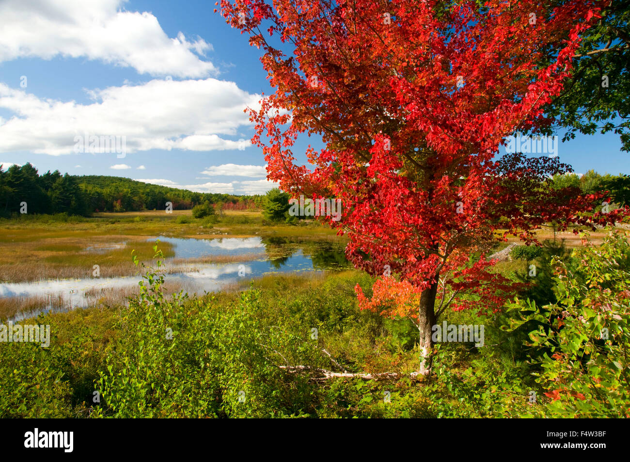 Red maple in autumn at Duck Brook, Acadia National Park, Maine Stock ...