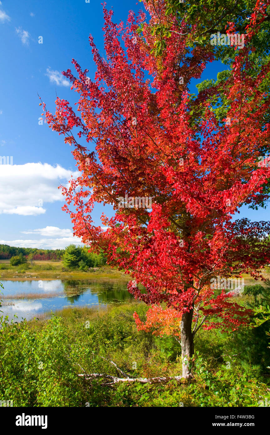 Red maple in autumn at Duck Brook, Acadia National Park, Maine Stock ...