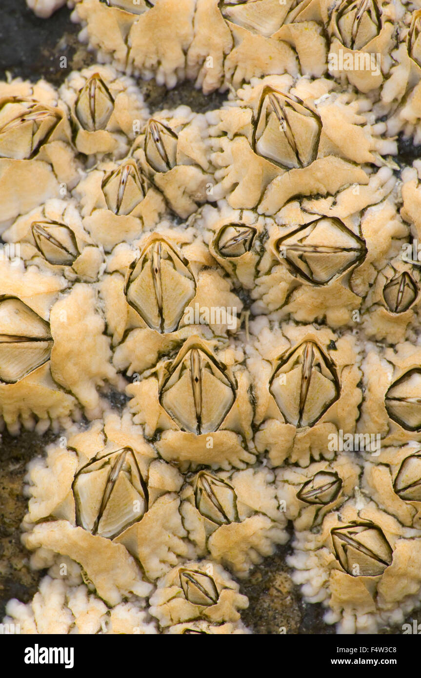 Barnacles hi-res stock photography and images - Alamy