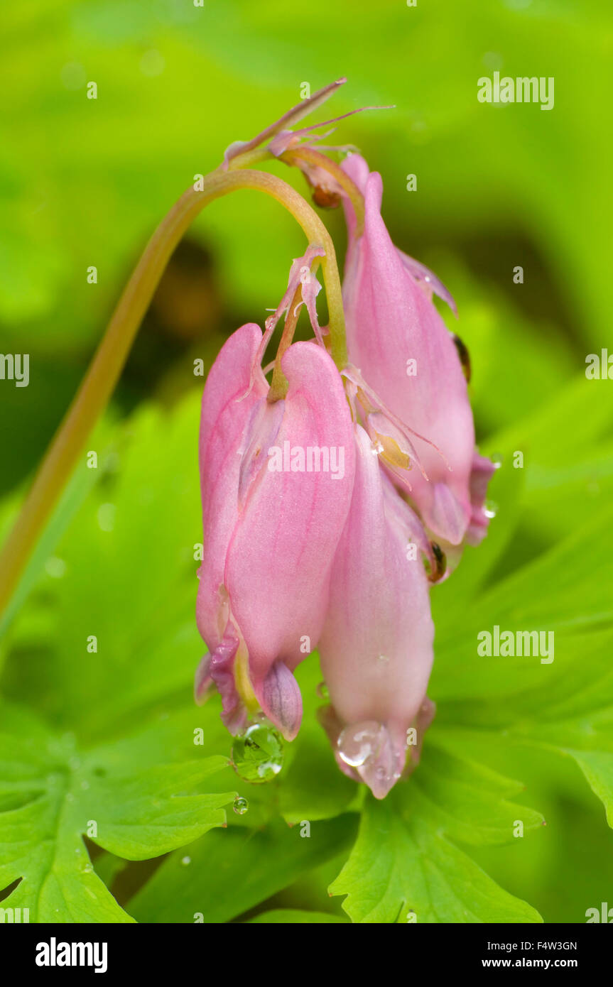 Oregon bleeding heart hi-res stock photography and images - Alamy