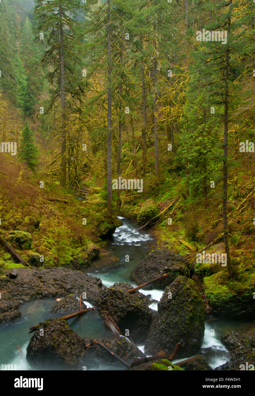 Silver Creek, Silver Falls State Park, Oregon Stock Photo - Alamy