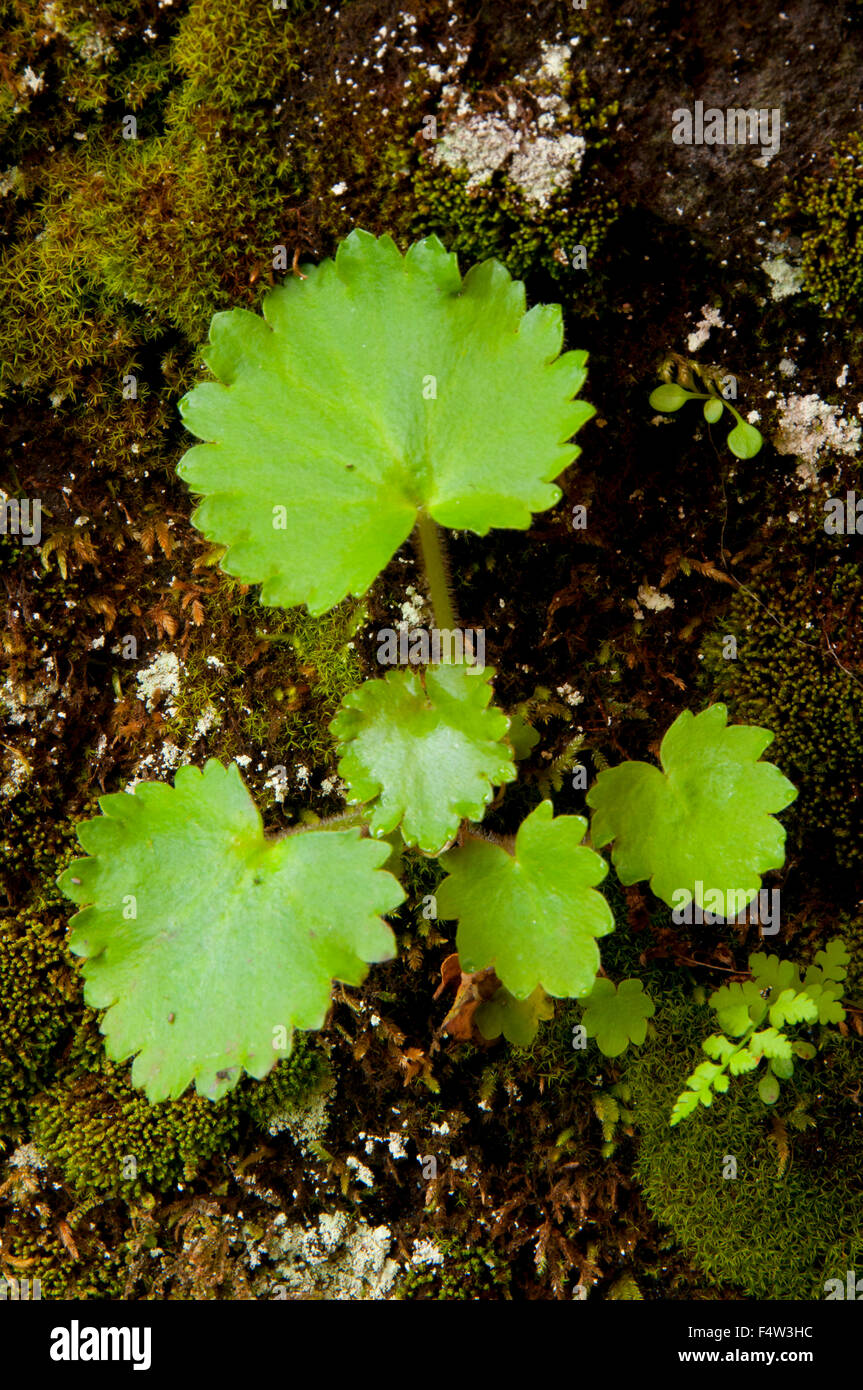 Silver saxifrage hi-res stock photography and images - Alamy