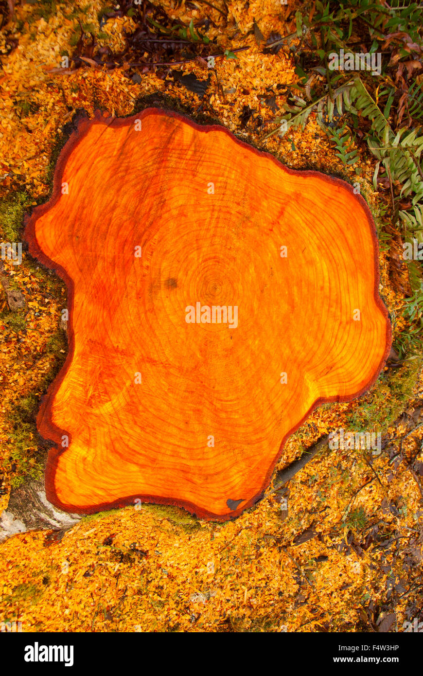 Red alder hi-res stock photography and images - Alamy