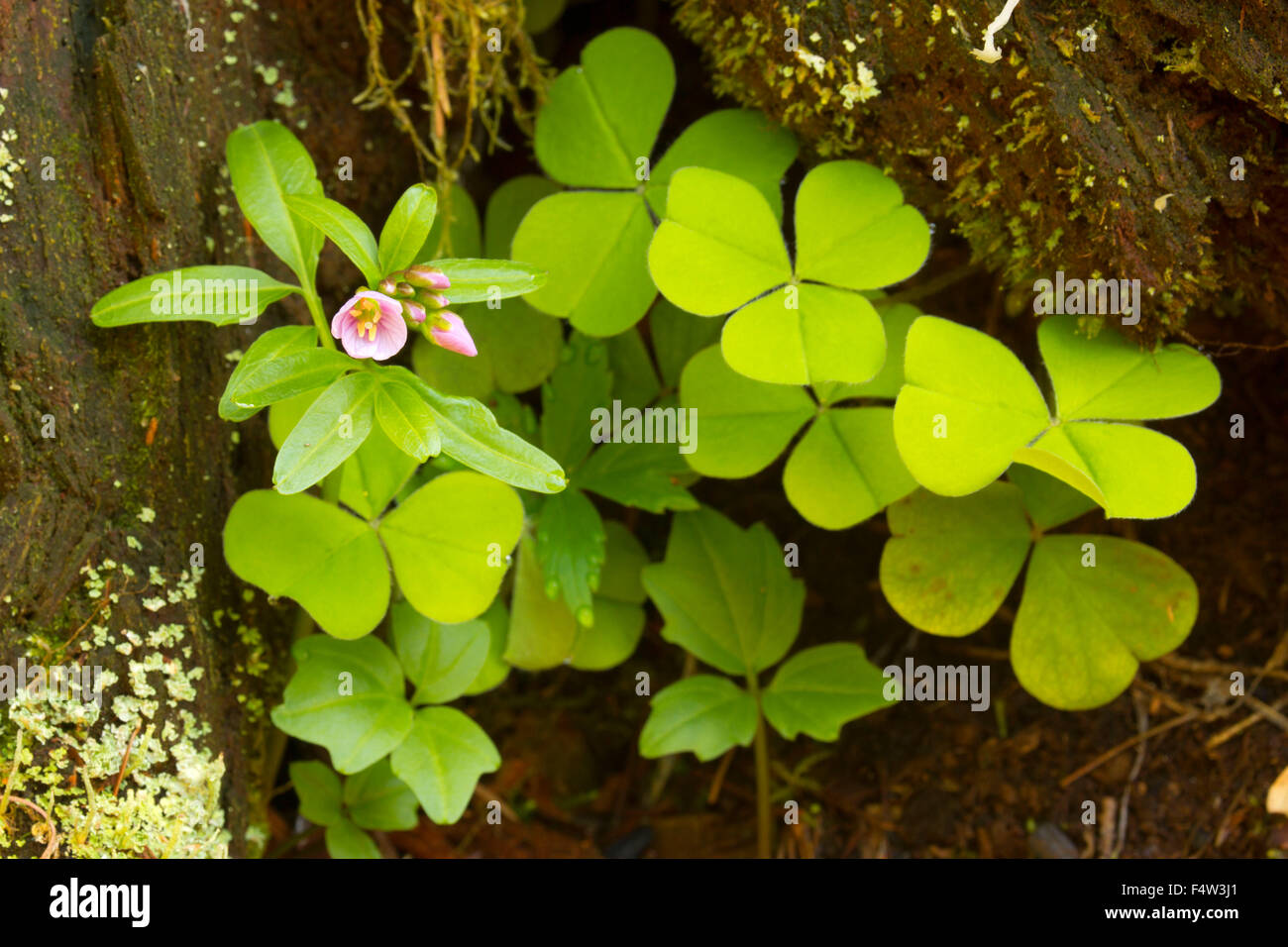 Flower with oxalis, Silver Falls State Park, Oregon Stock Photo - Alamy