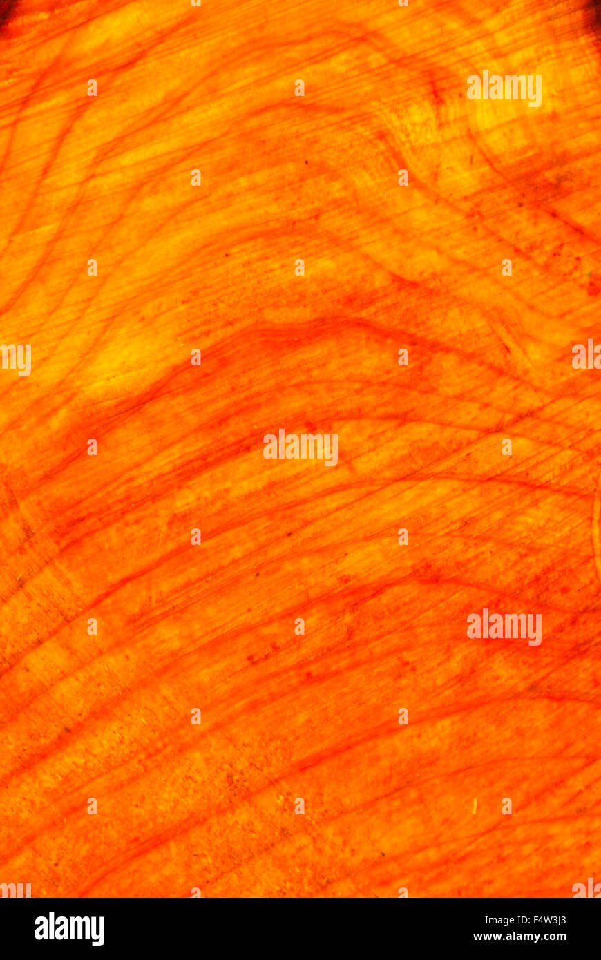 Alder Wood Stock Photos & Alder Wood Stock Images - Alamy