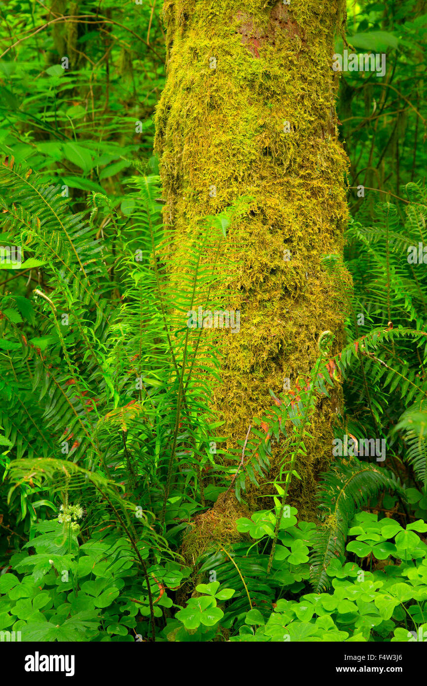Sword fern along Canyon Trail, Silver Falls State Park, Oregon Stock ...