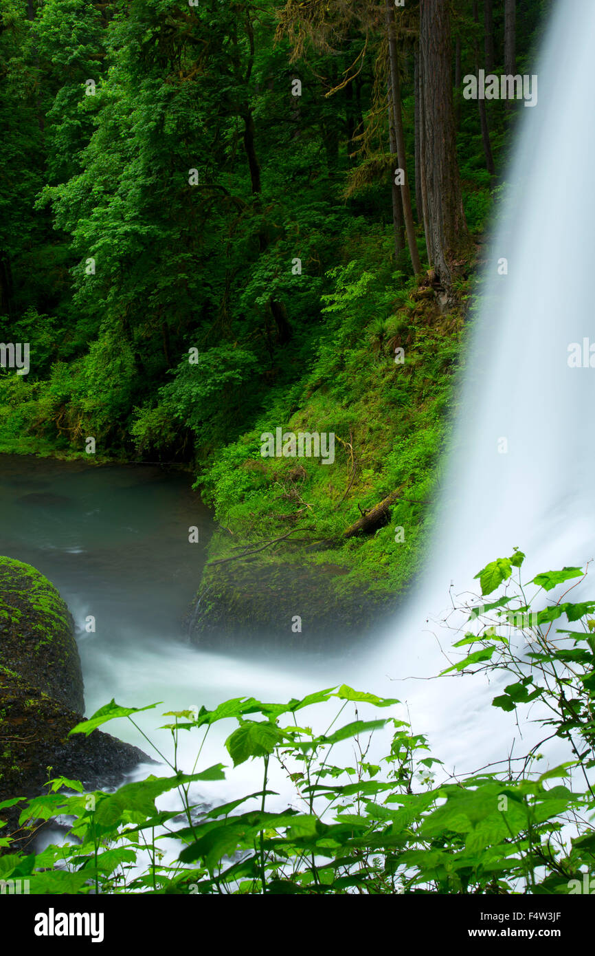 Middle North Falls along Canyon Trail, Silver Falls State Park, Oregon ...