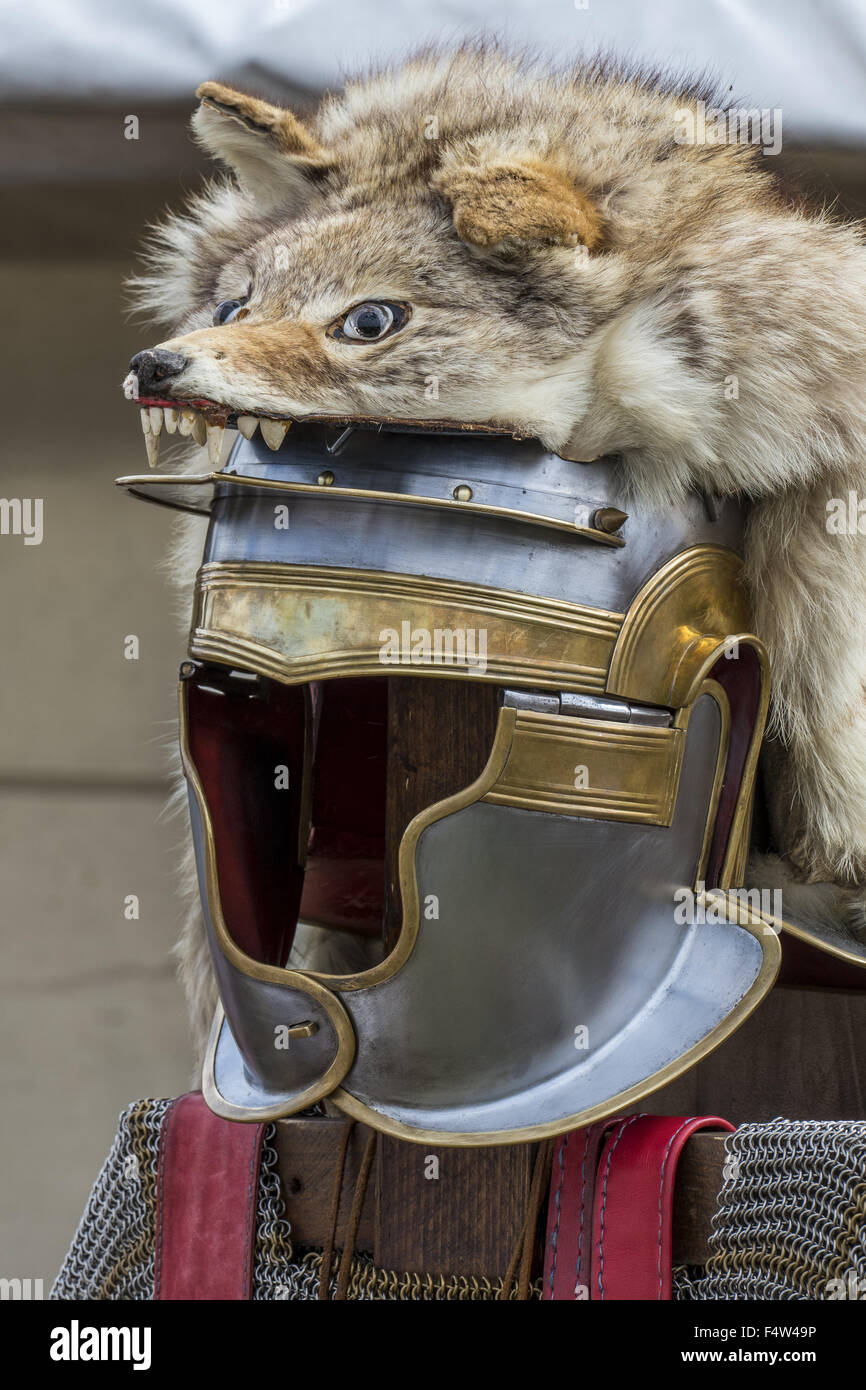 Helmet with Wolfskin from a Roman Cornicen (Hornblower) on a Roman ...