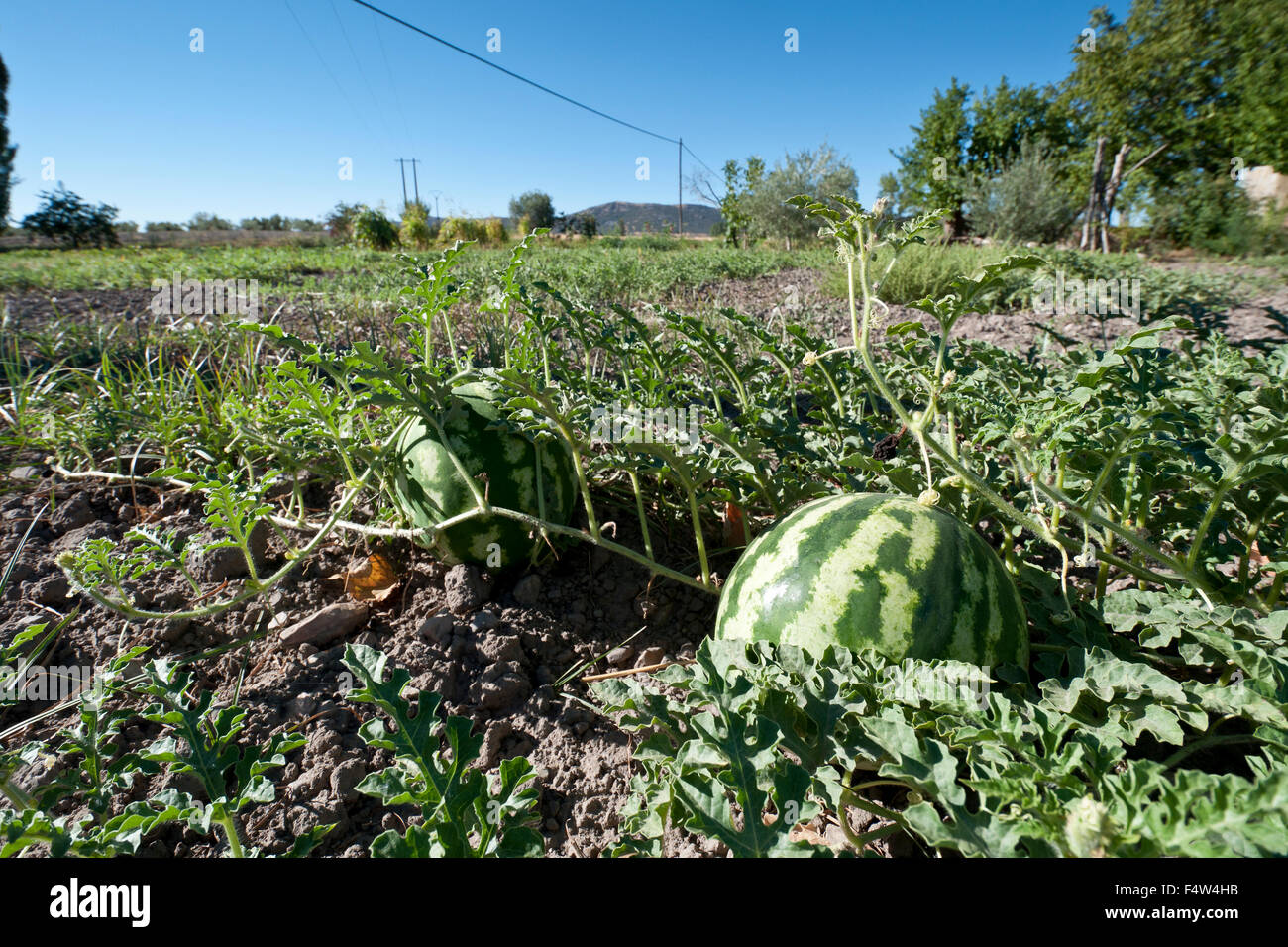 Bed of watermelons in a vegetable garden in Ciudad Real Province, Spain ...