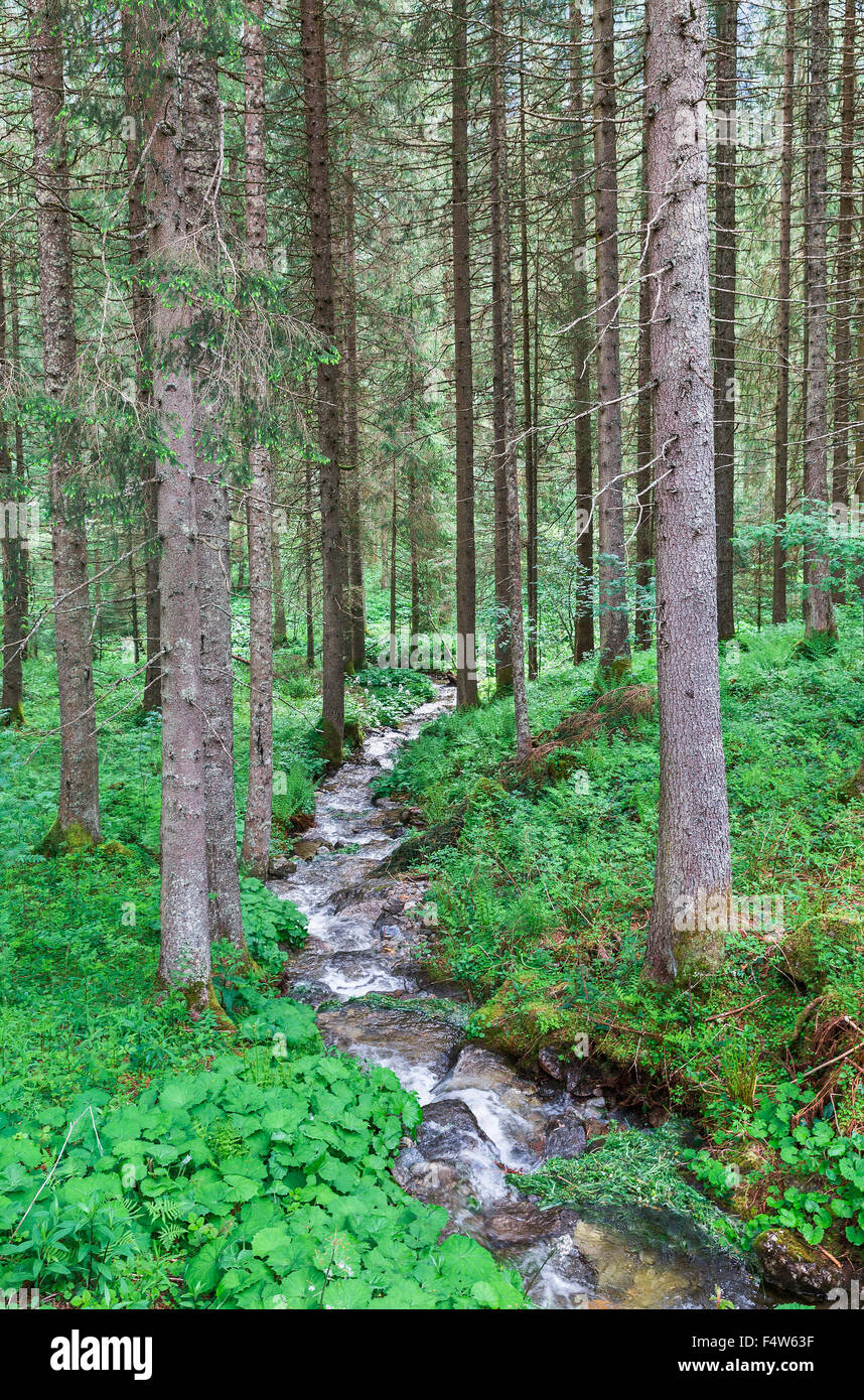 beautiful nature and streams in Austria Stock Photo - Alamy