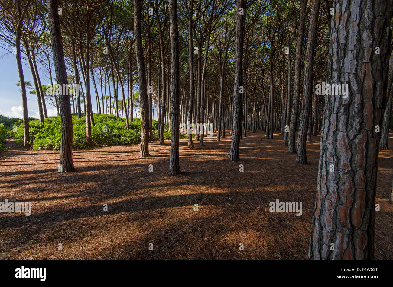 Forest of pine trees along tuscany coast Stock Photo - Alamy