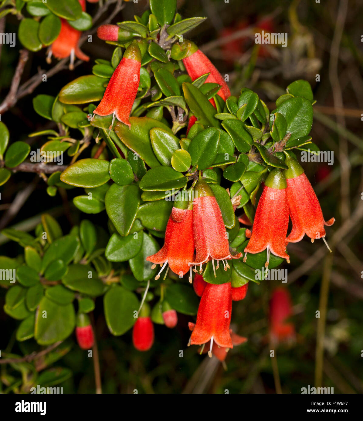 Correas flower flowers flower flowers shrubs shrubs shrub shrubs ...