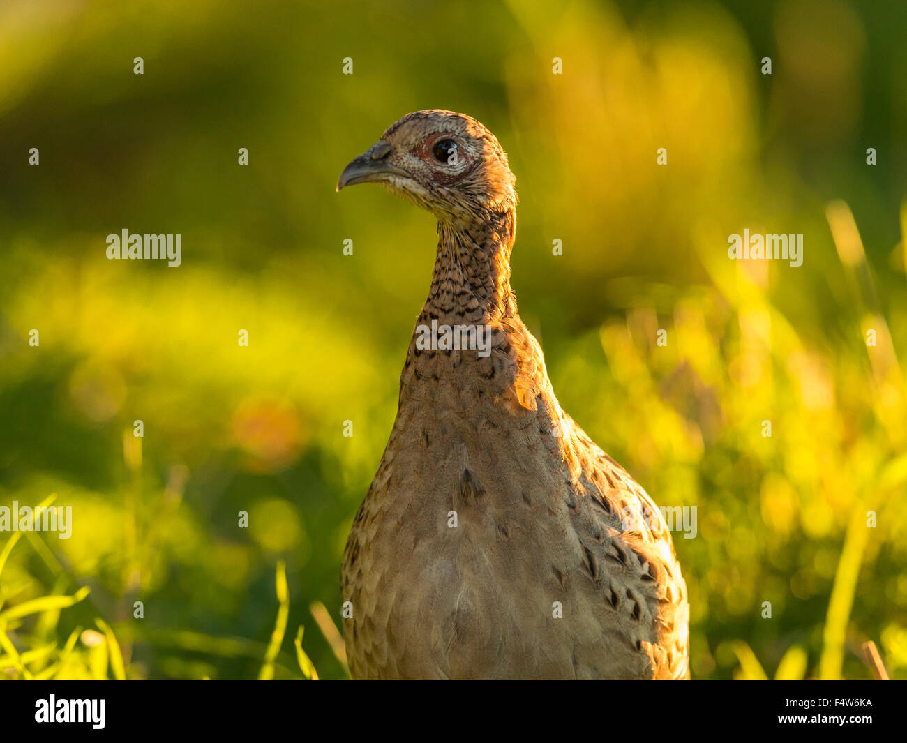 Beautiful Female Common British Pheasant (Phasianus colchicus) foraging ...