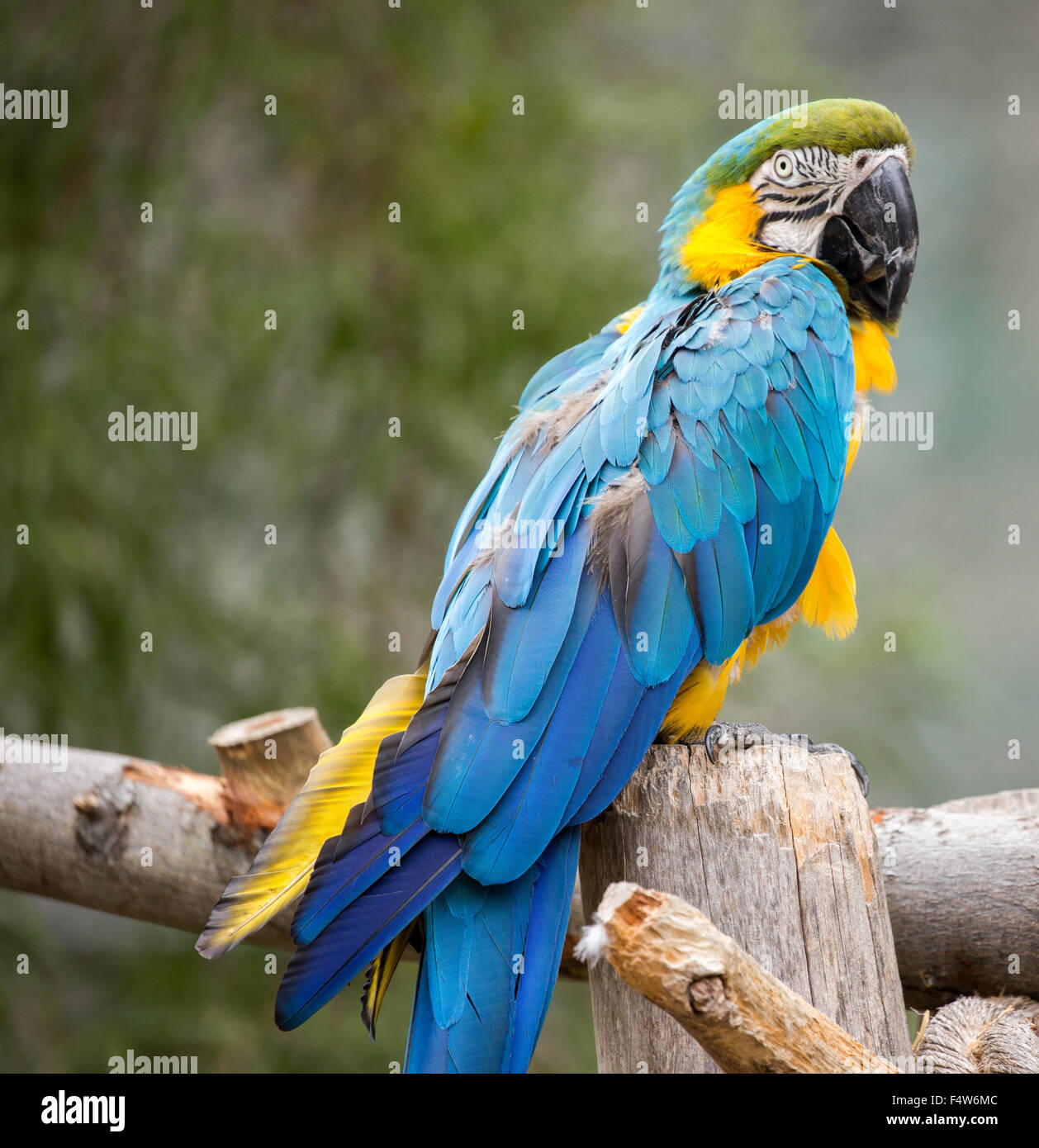 Blue and Gold Macaw (Ara ararauna Stock Photo - Alamy