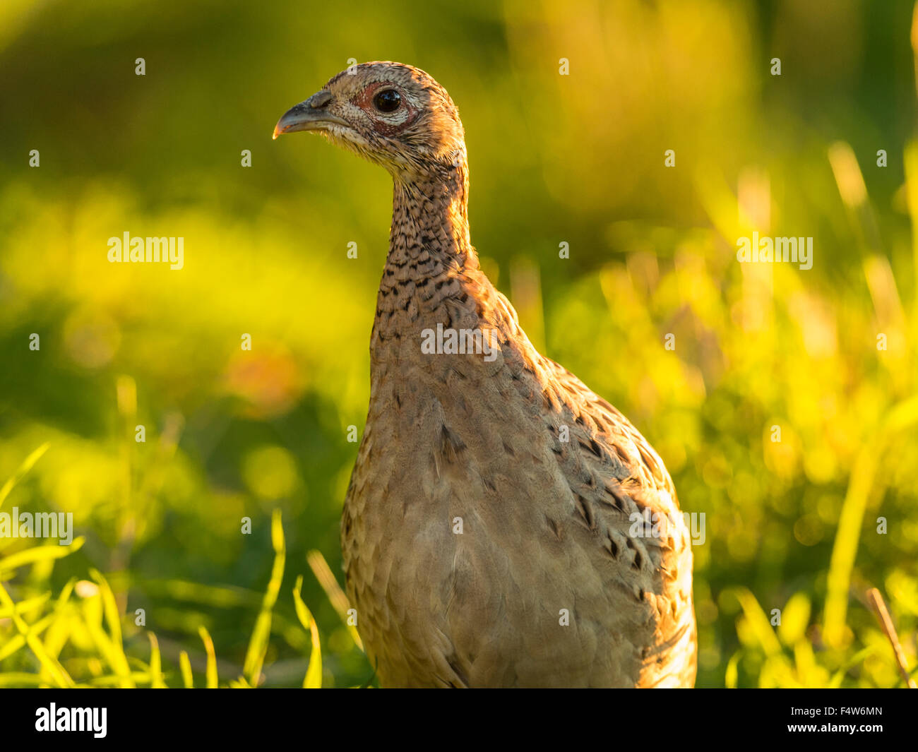 Beautiful Female Common British Pheasant (Phasianus colchicus) foraging ...