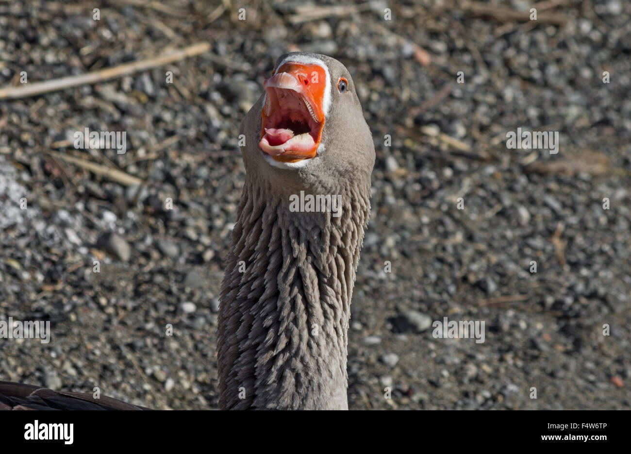 Gray duck frightened crying against the photographer Stock Photo - Alamy