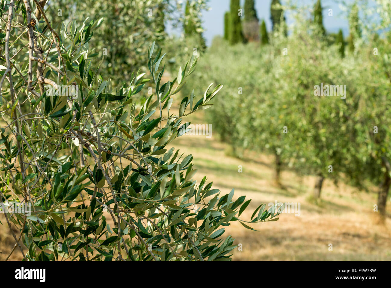 crown of olive trees, Italy Stock Photo - Alamy