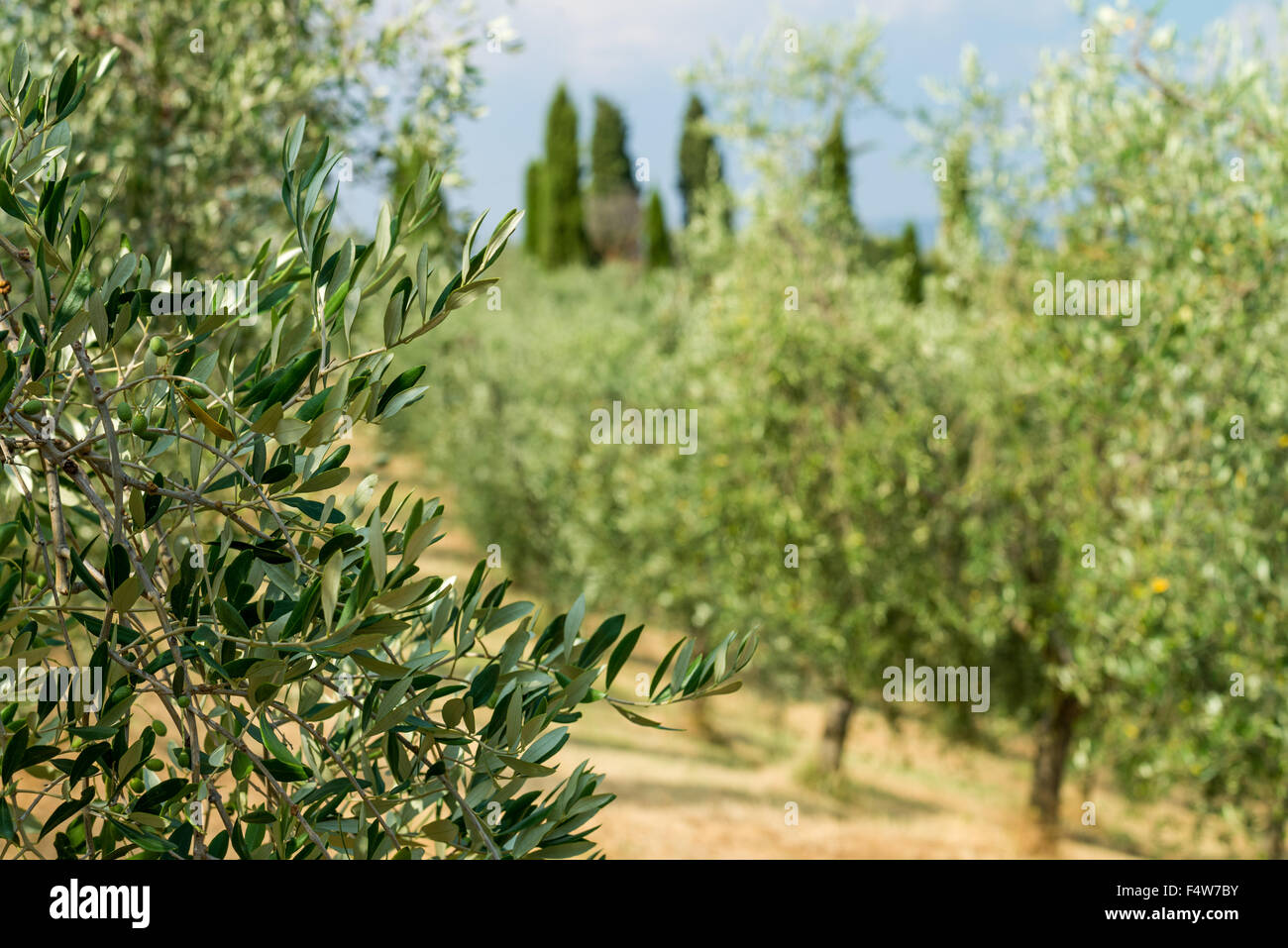 crown of olive trees, Italy Stock Photo - Alamy