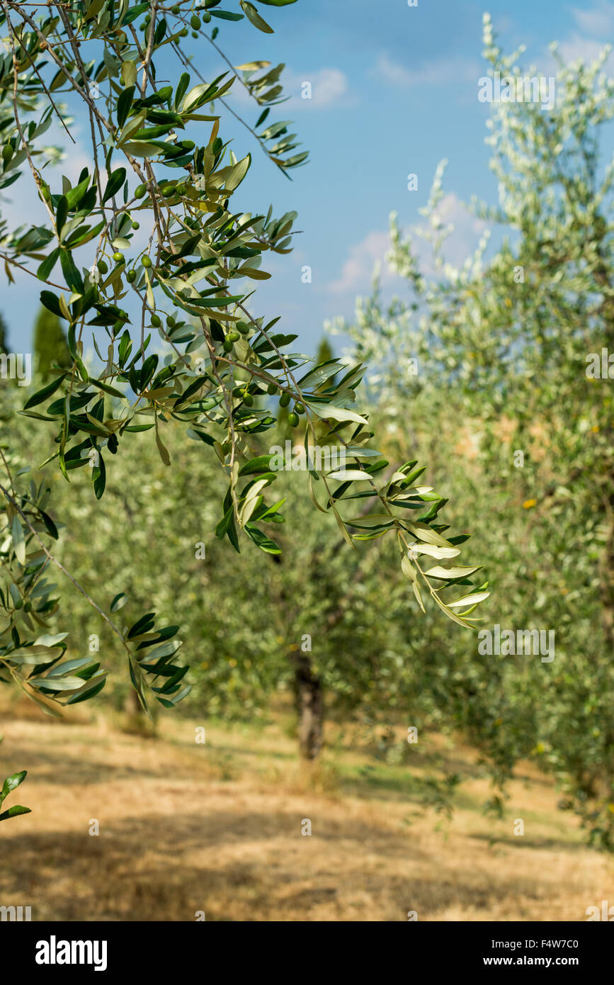 crown of olive trees, Italy Stock Photo - Alamy