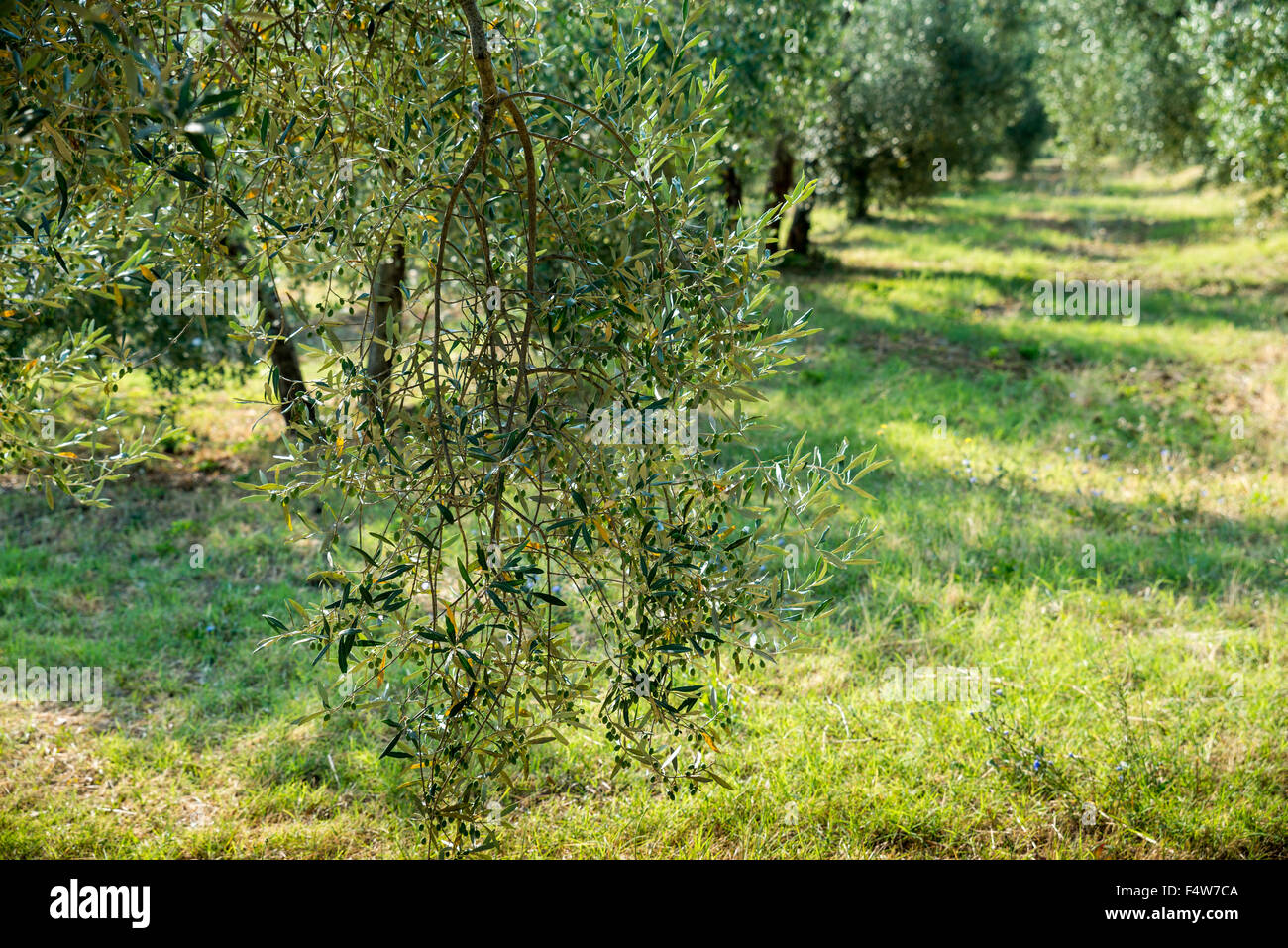 crown of olive trees, Italy Stock Photo - Alamy