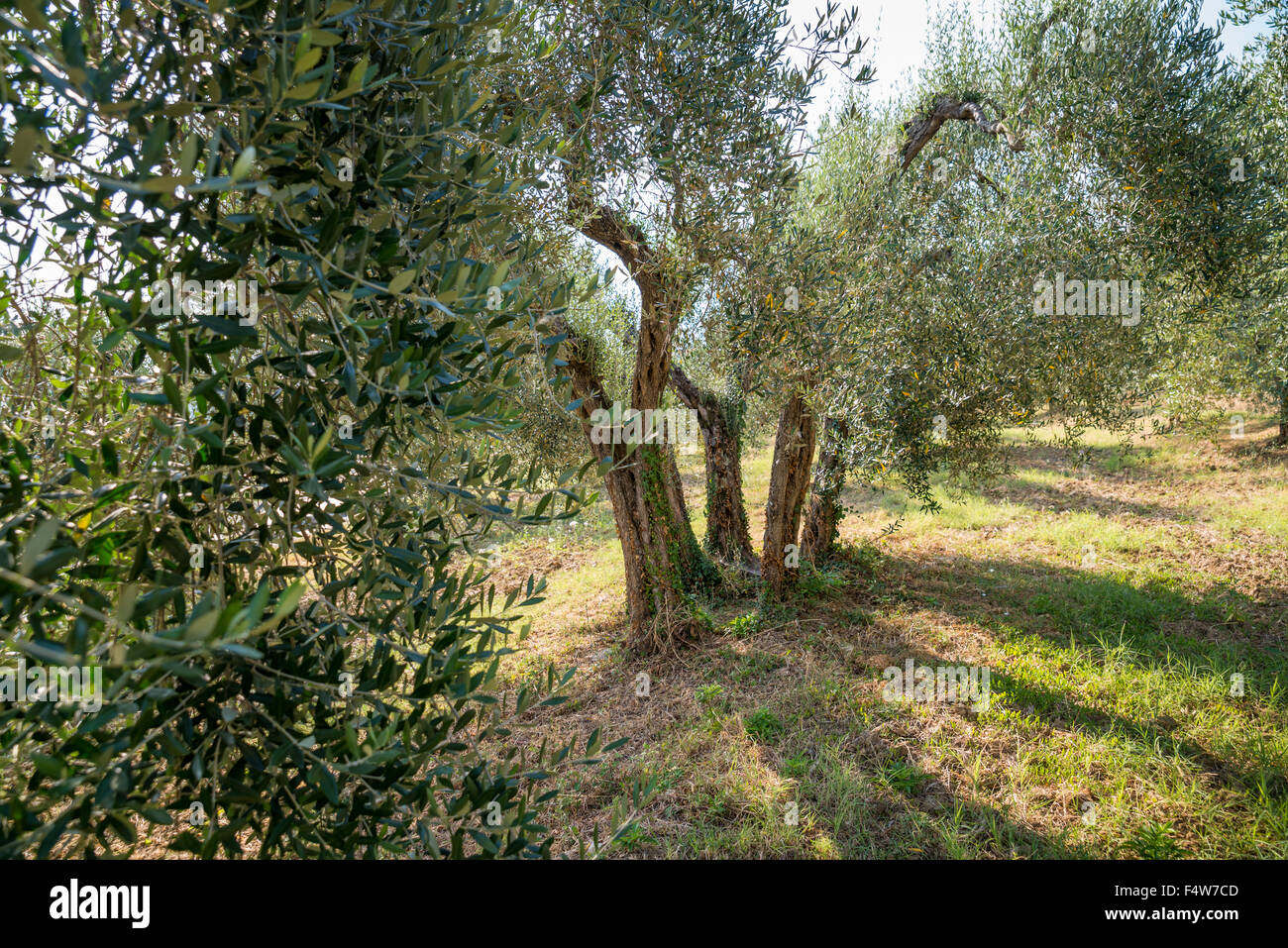 crown of olive trees, Italy Stock Photo - Alamy