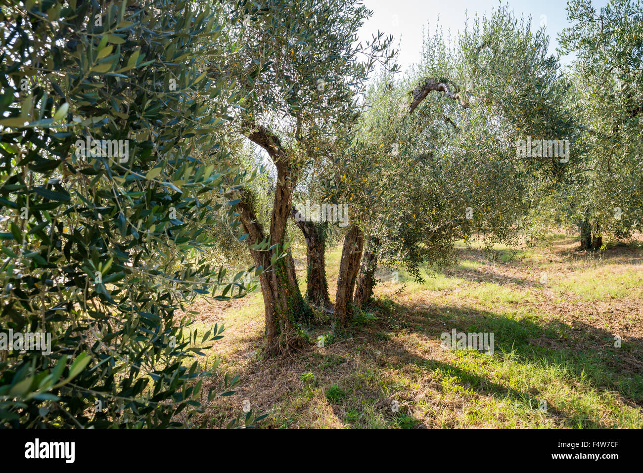 crown of olive trees, Italy Stock Photo - Alamy