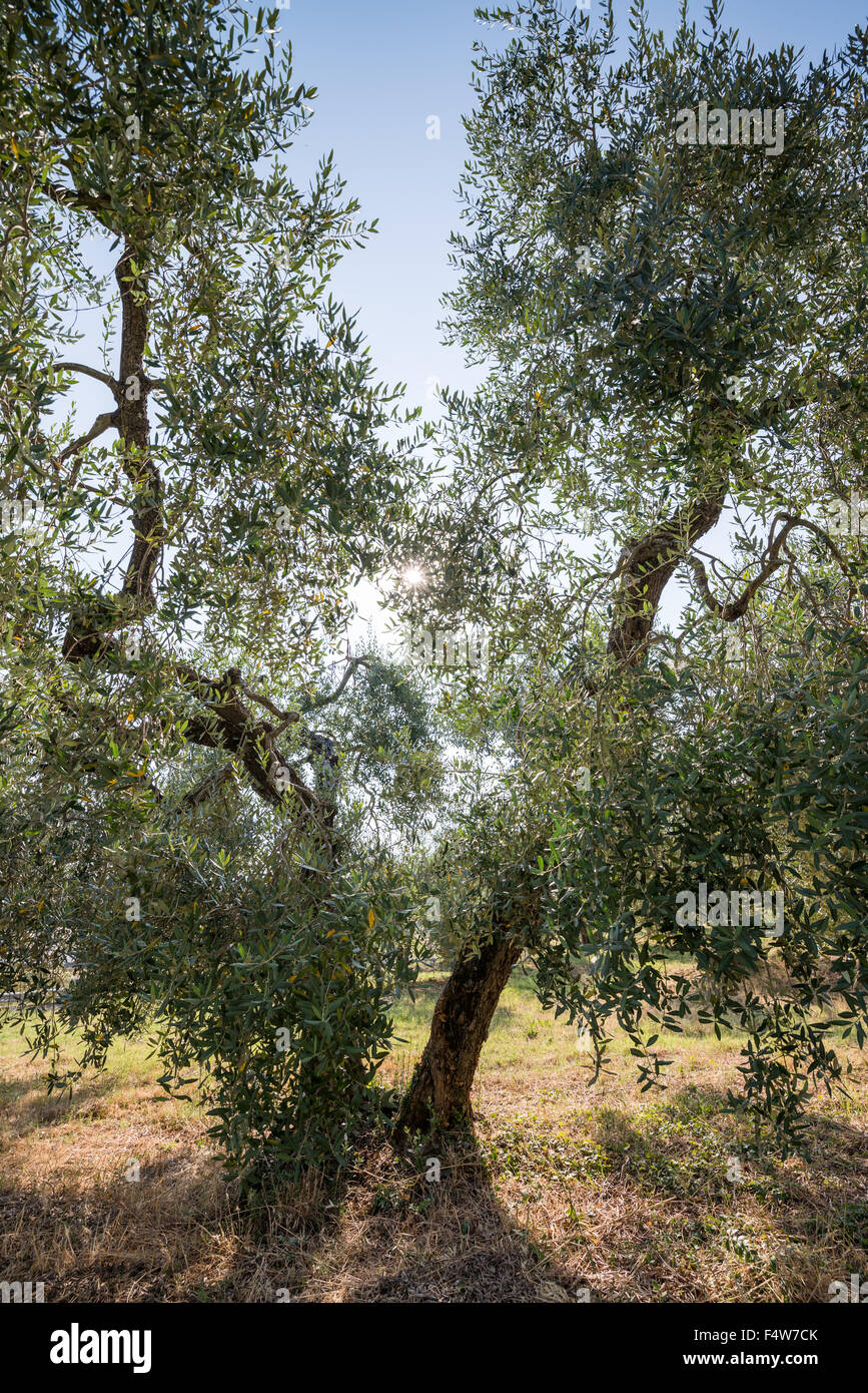 crown of olive trees, Italy Stock Photo - Alamy