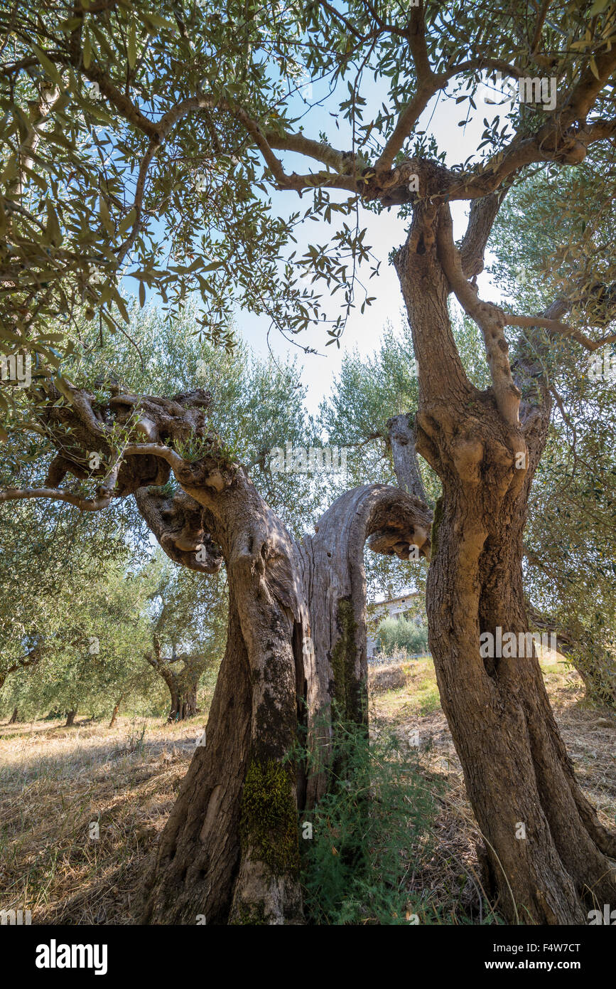 crown of olive trees, Italy Stock Photo - Alamy