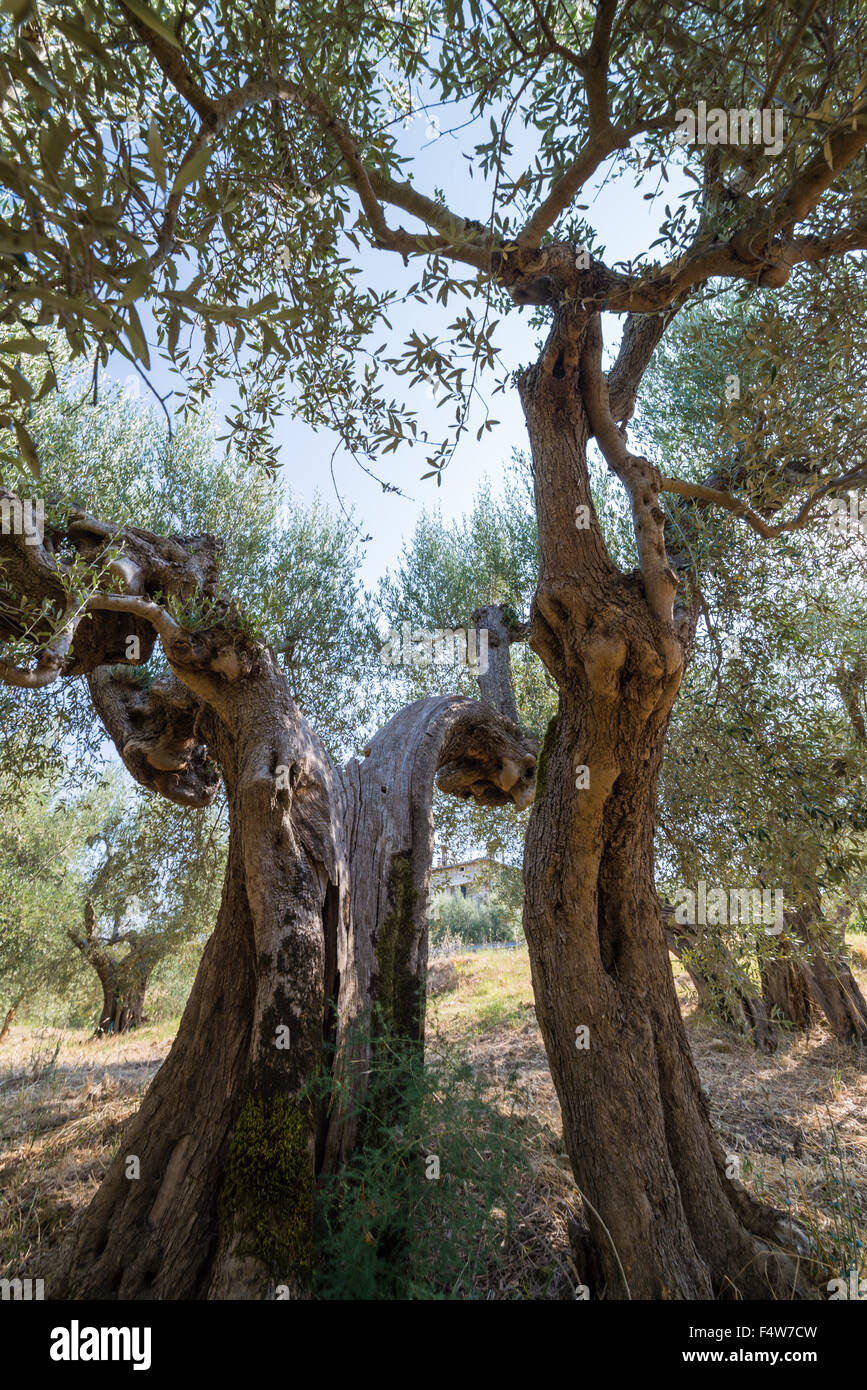 crown of olive trees, Italy Stock Photo - Alamy
