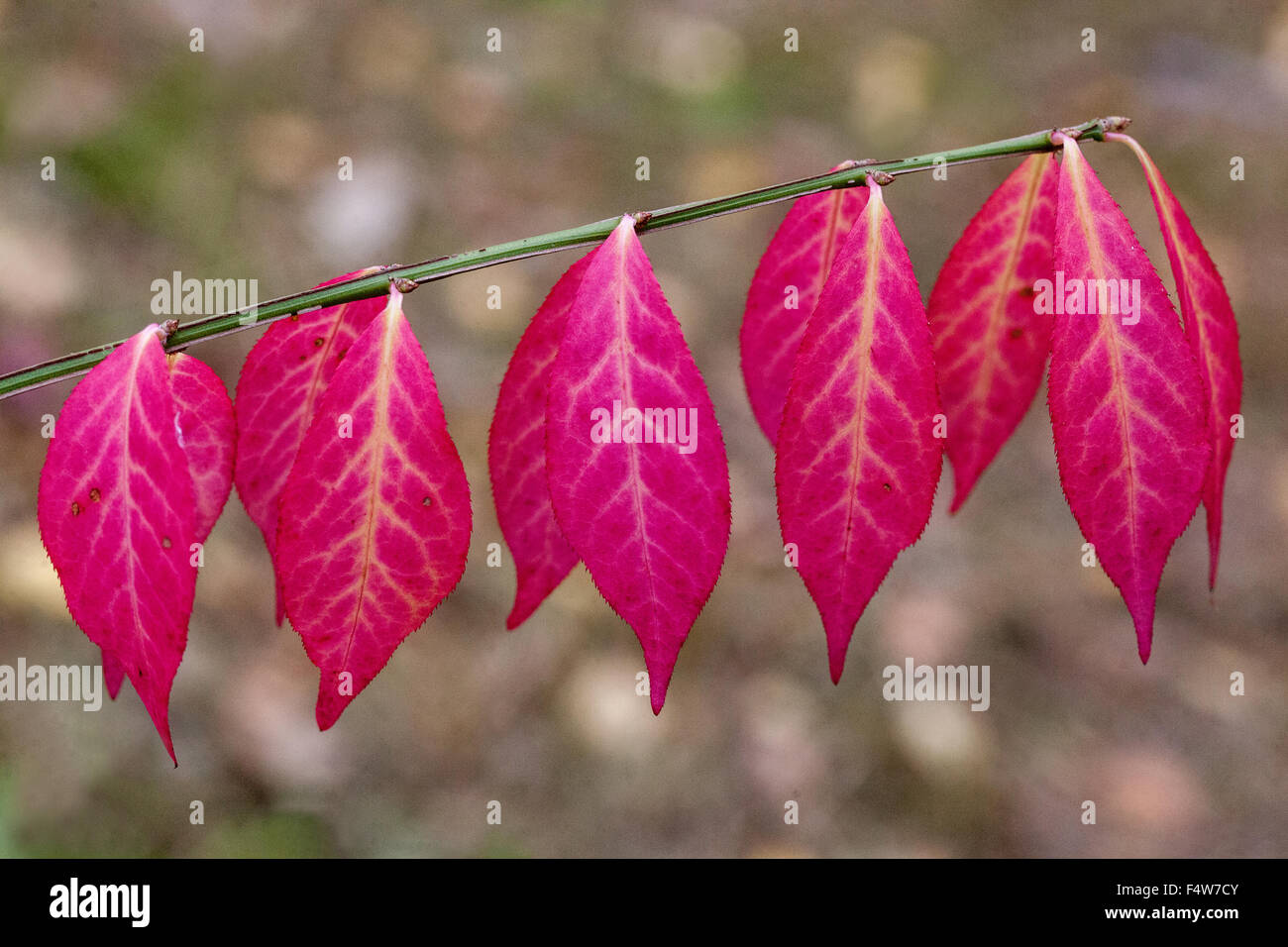 Euonymus alatus, known variously as winged spindle, winged euonymus or ...