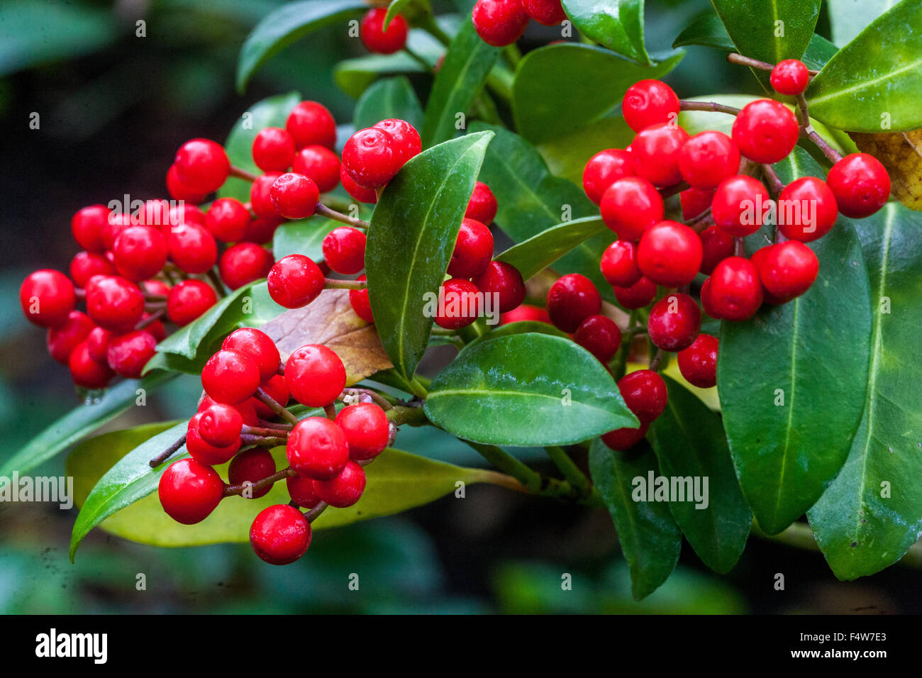 Japanese berries hi-res stock photography and images - Alamy