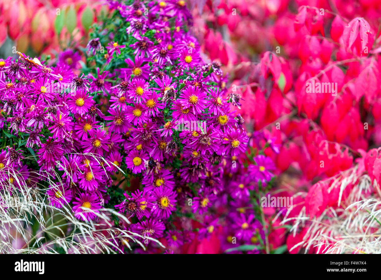 Aster and Euonymus alatus, Winged spindle, winged euonymus or burning ...