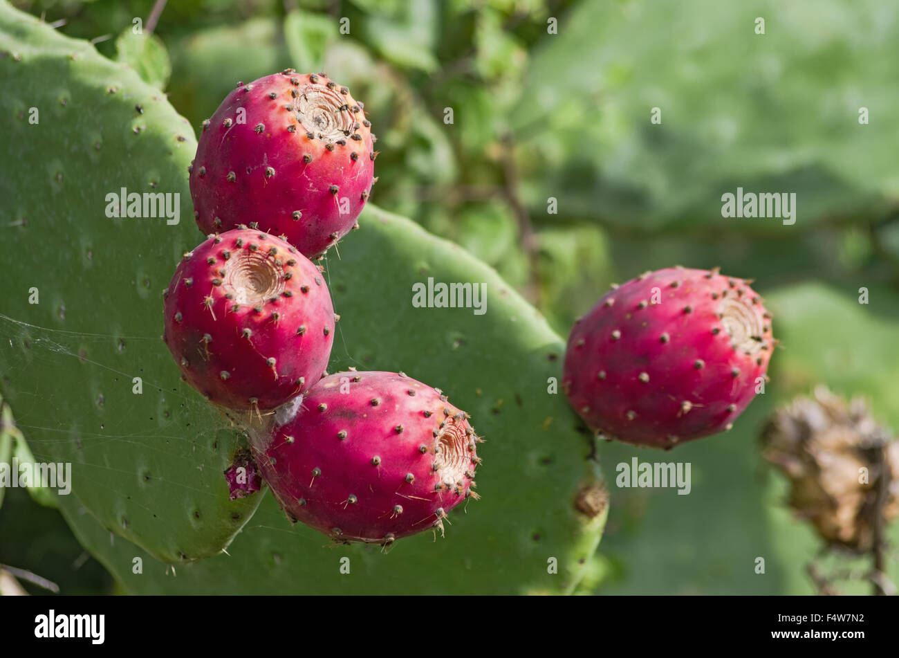 Red and ripe prickly pear on the plant of Opuntia Ficus Indica Stock ...