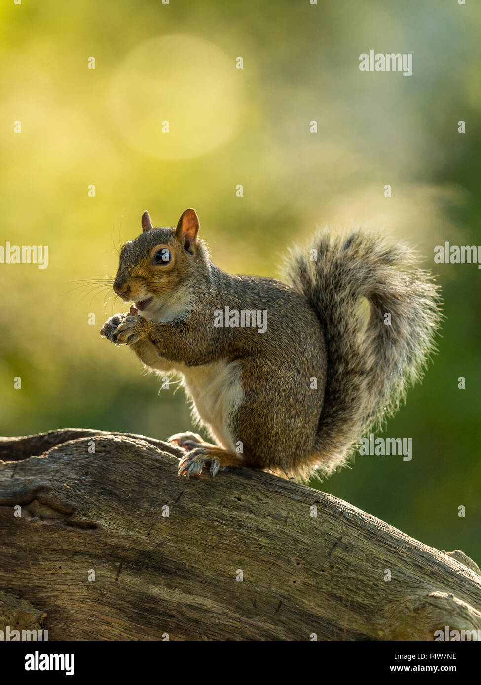 Single Grey Squirrel (Sciurus carolinensis) foraging in natural ...
