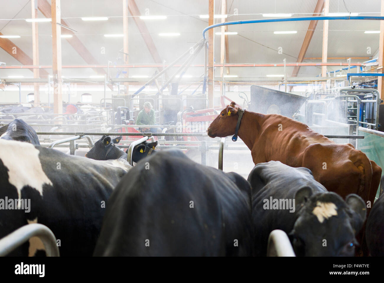 Spraying cows hi-res stock photography and images - Alamy