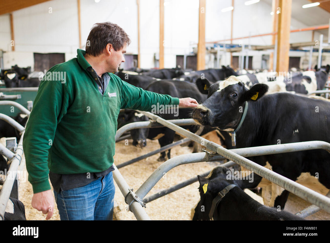Man and his cow hi-res stock photography and images - Alamy