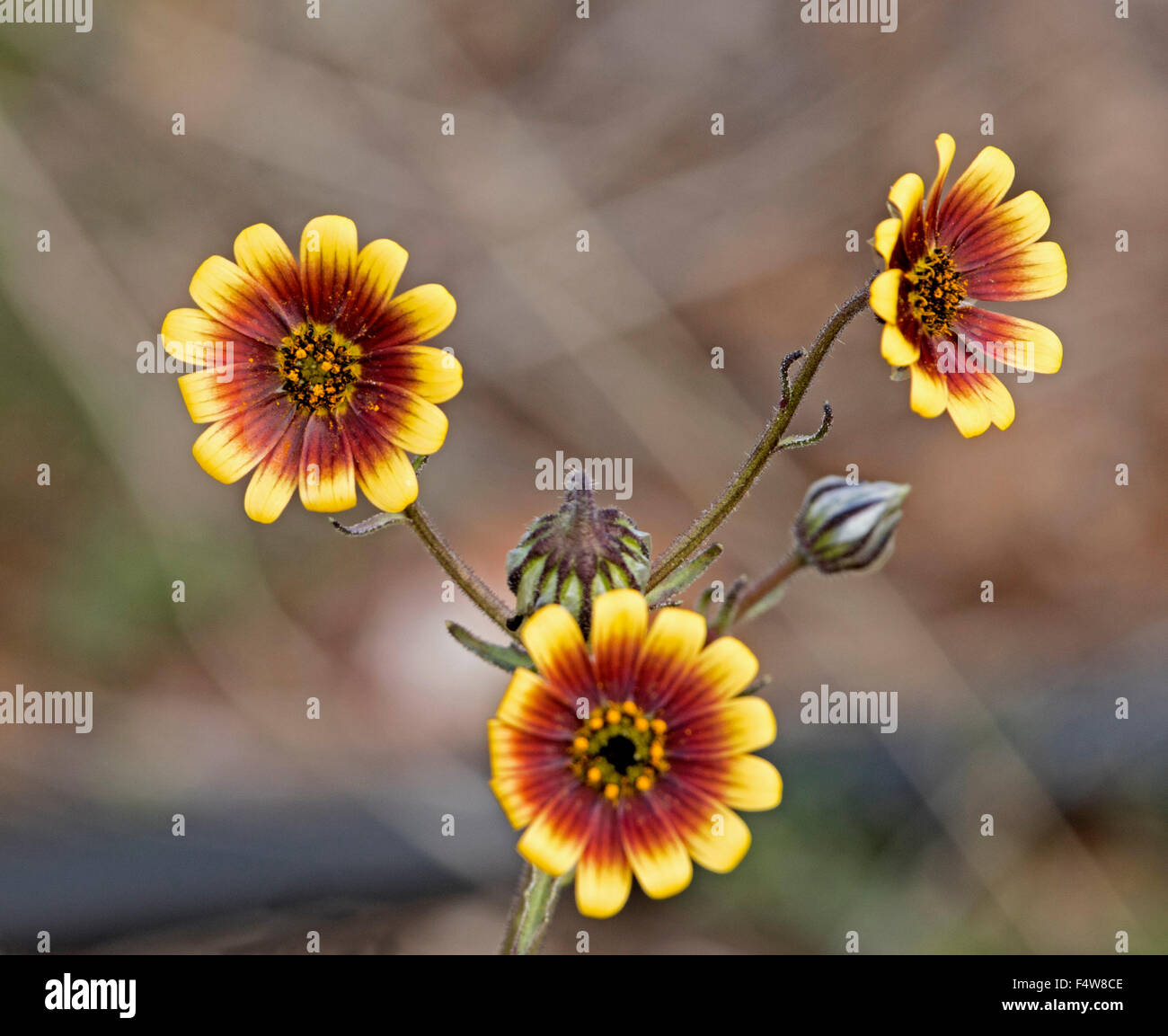 Leiocarpa semicalva hi-res stock photography and images - Alamy