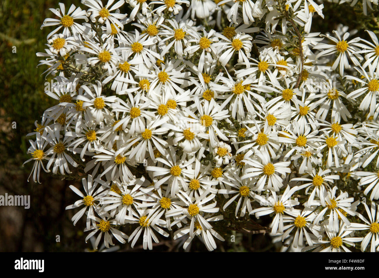 Mass of wildflowers, white daisies of Olearia pimeleoides, mallee daisy ...