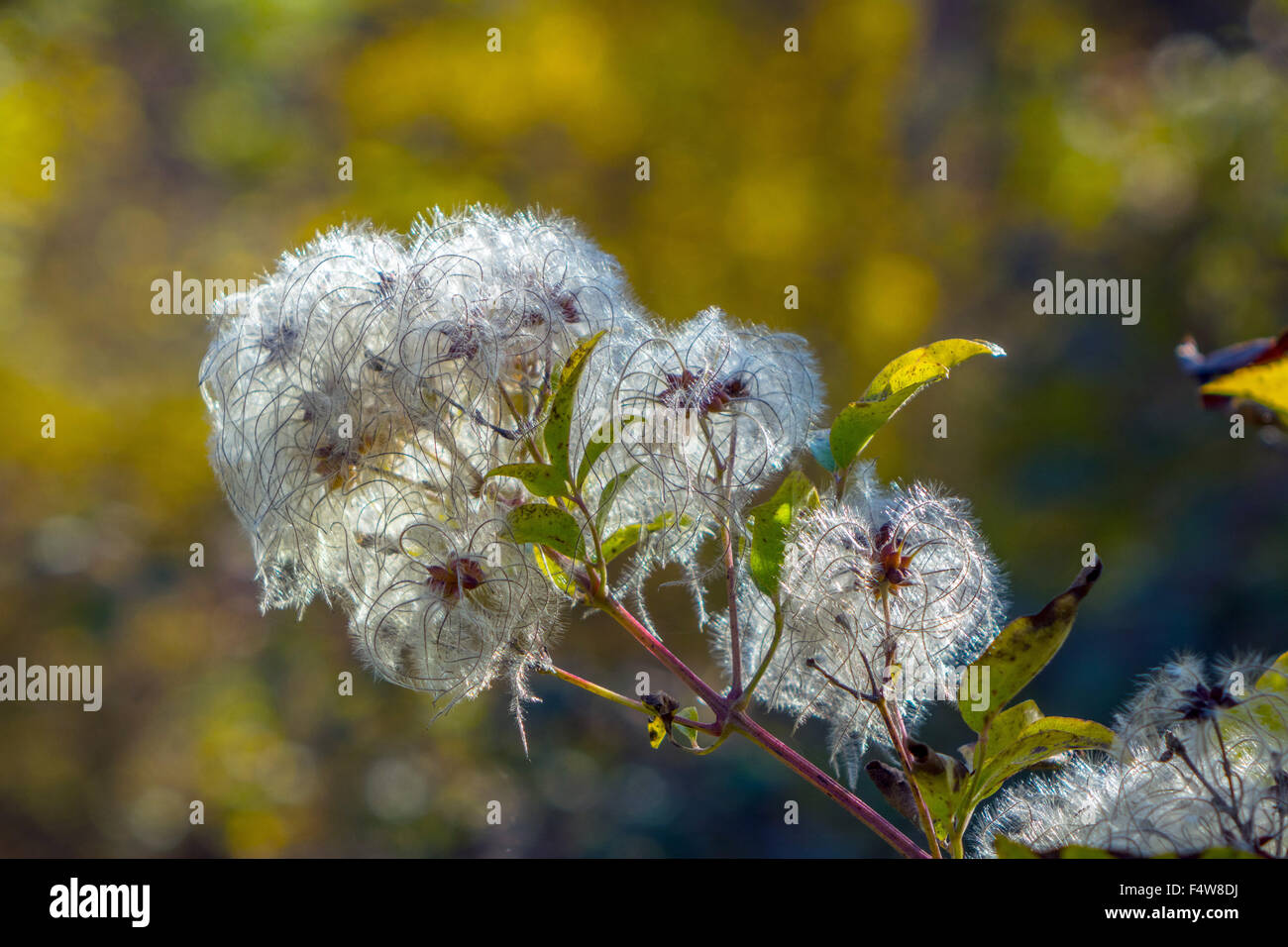 Old Man's Beard, wild clematis, Travelers Joy seeds Stock Photo - Alamy
