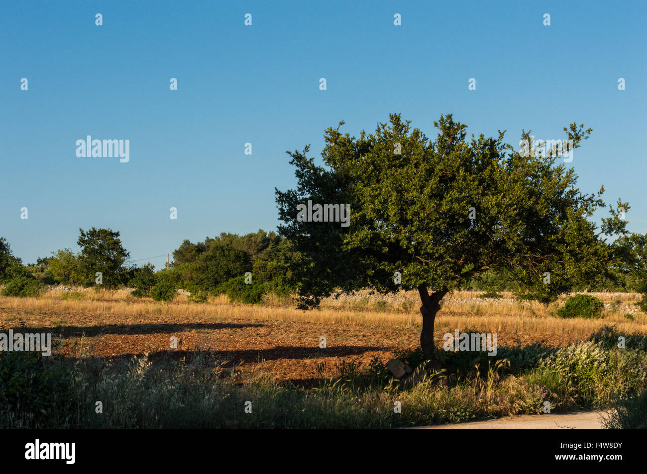 Big tree area hi-res stock photography and images - Alamy