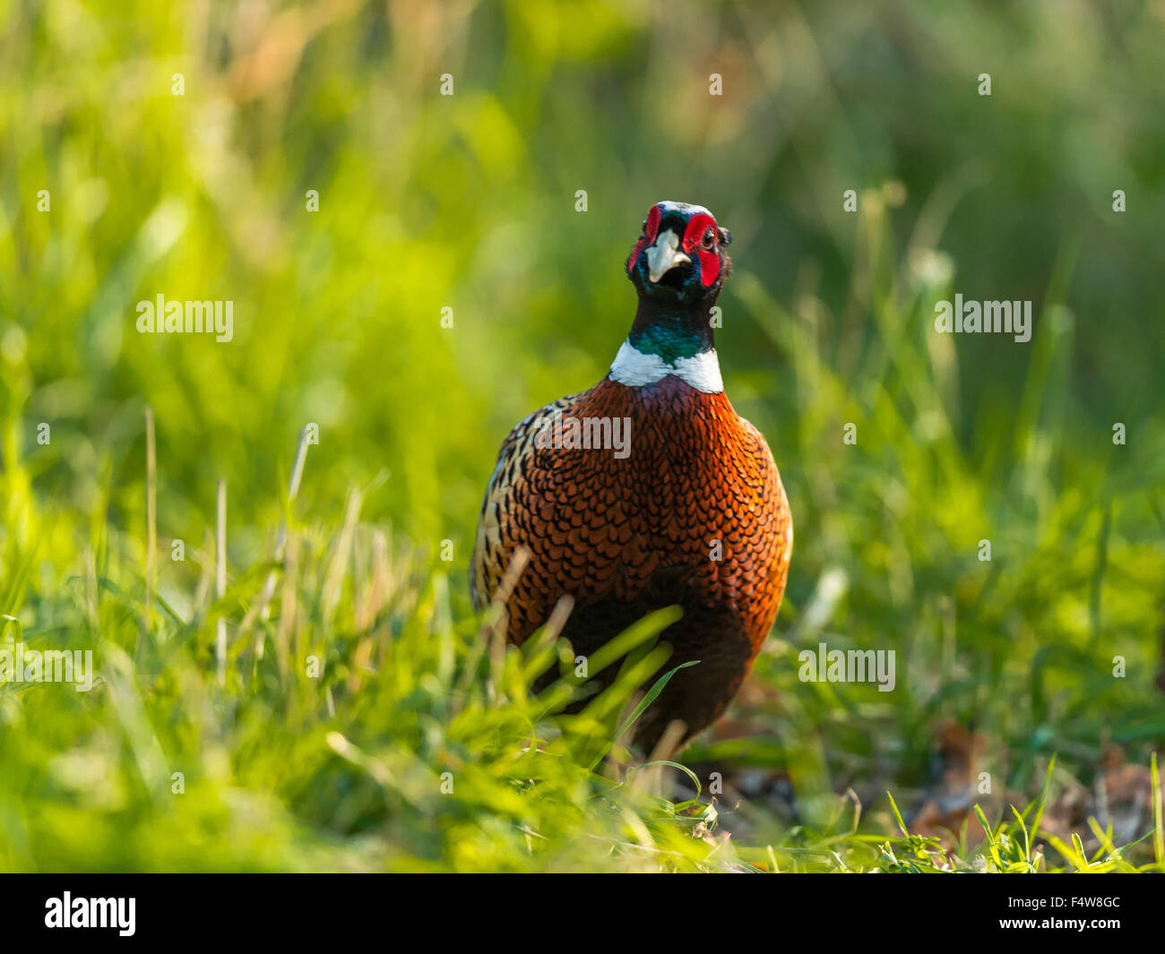 Beautiful Male Common British Pheasant (Phasianus colchicus) foraging ...