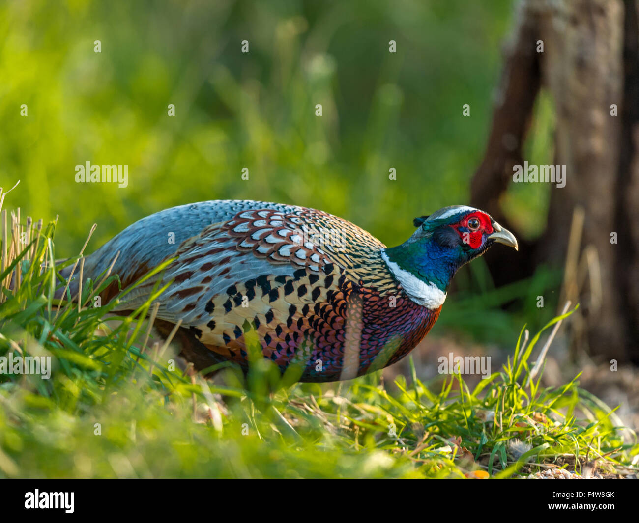 Beautiful Male Common British Pheasant (Phasianus colchicus) foraging ...