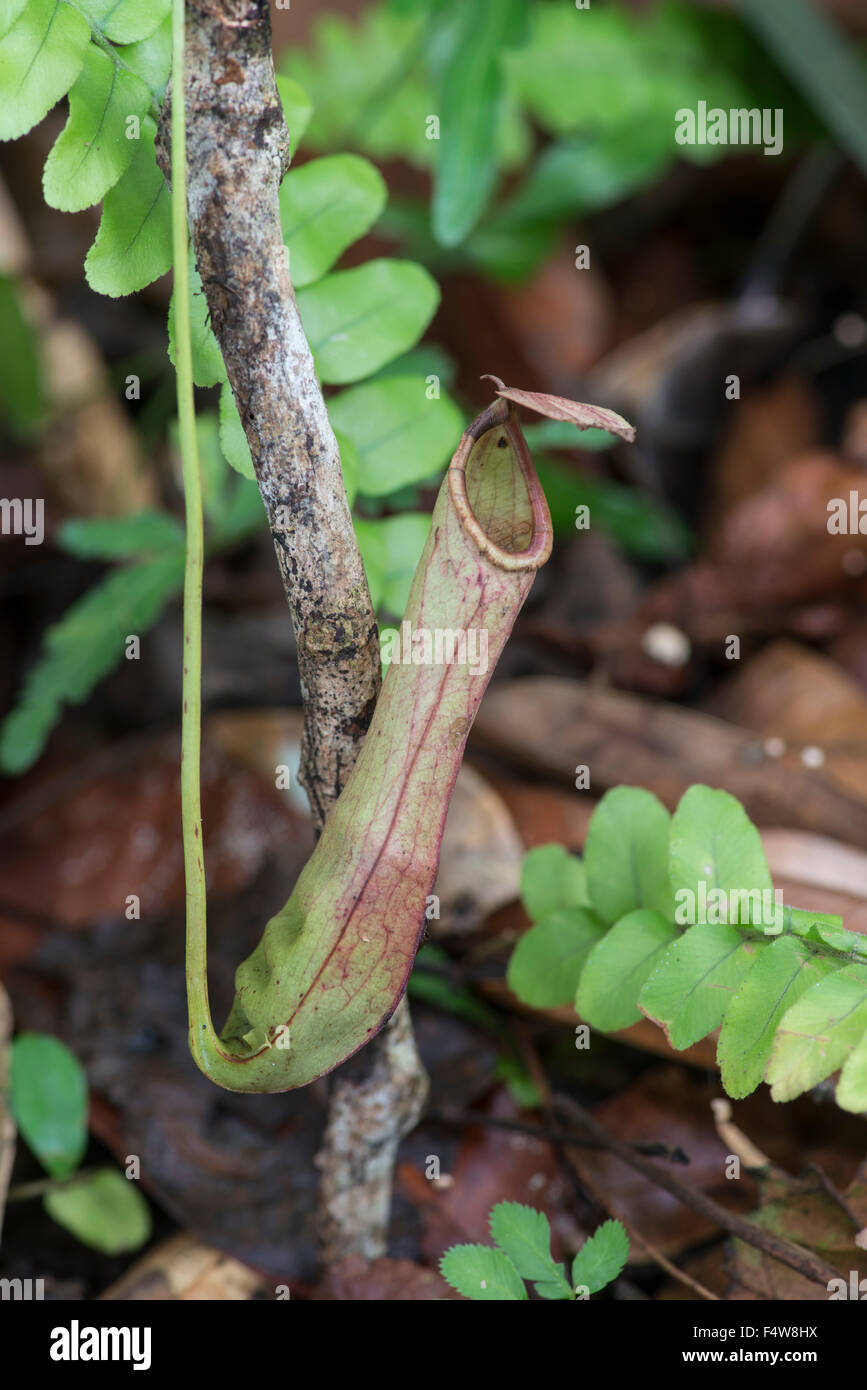 Pitcher Plant ("Monkey Cup") Nepenthes gracilis. Sabah, Borneo Stock ...