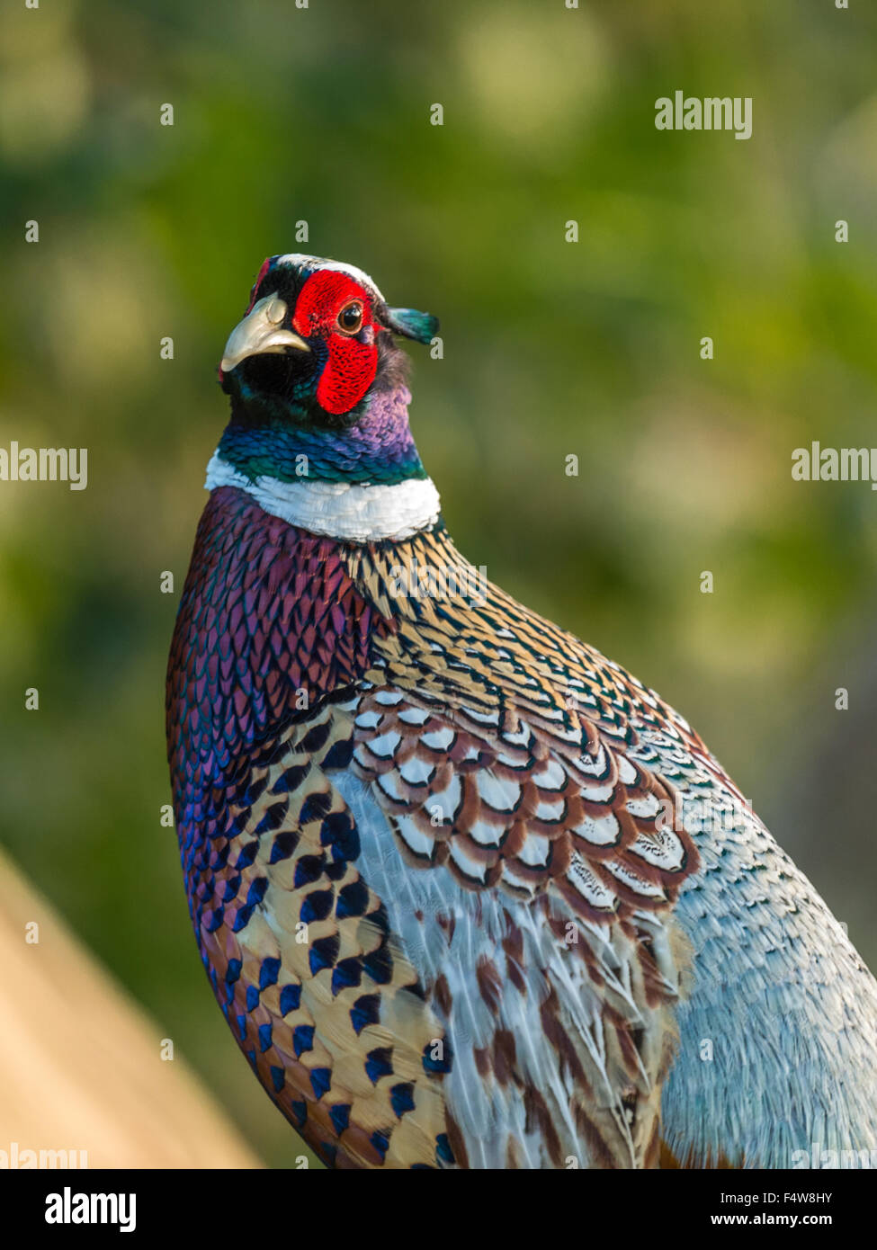 Beautiful Male Common British Pheasant (Phasianus colchicus) foraging ...