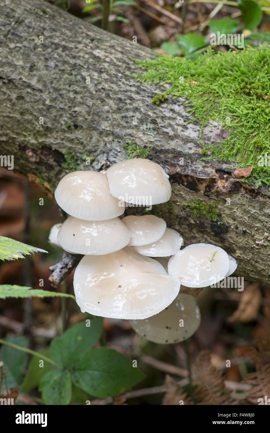 Porcelain Fungus: Oudemansiella mucida. Growing on Beech tree, Sussex ...