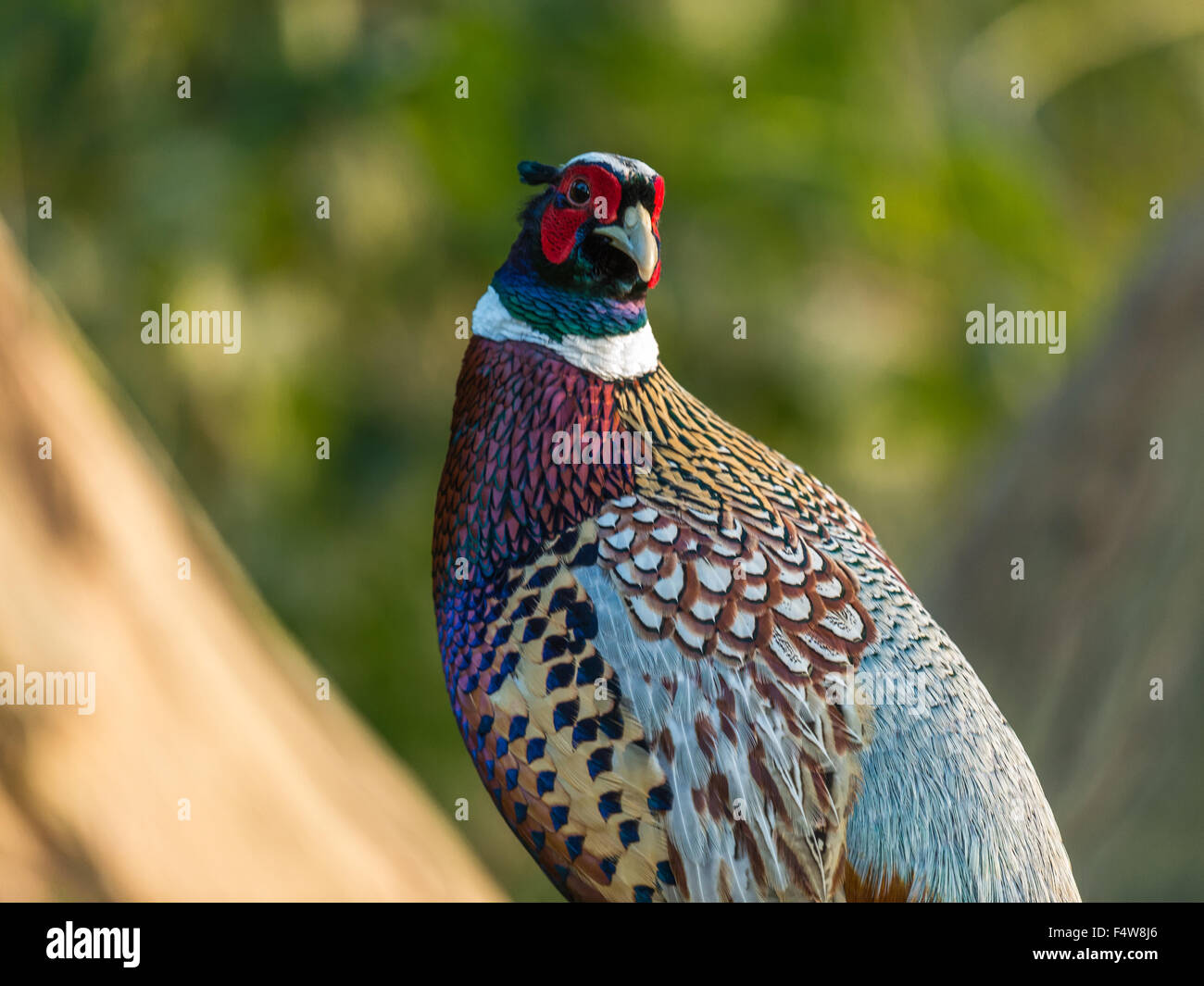 Beautiful Male Common British Pheasant (Phasianus colchicus) foraging ...