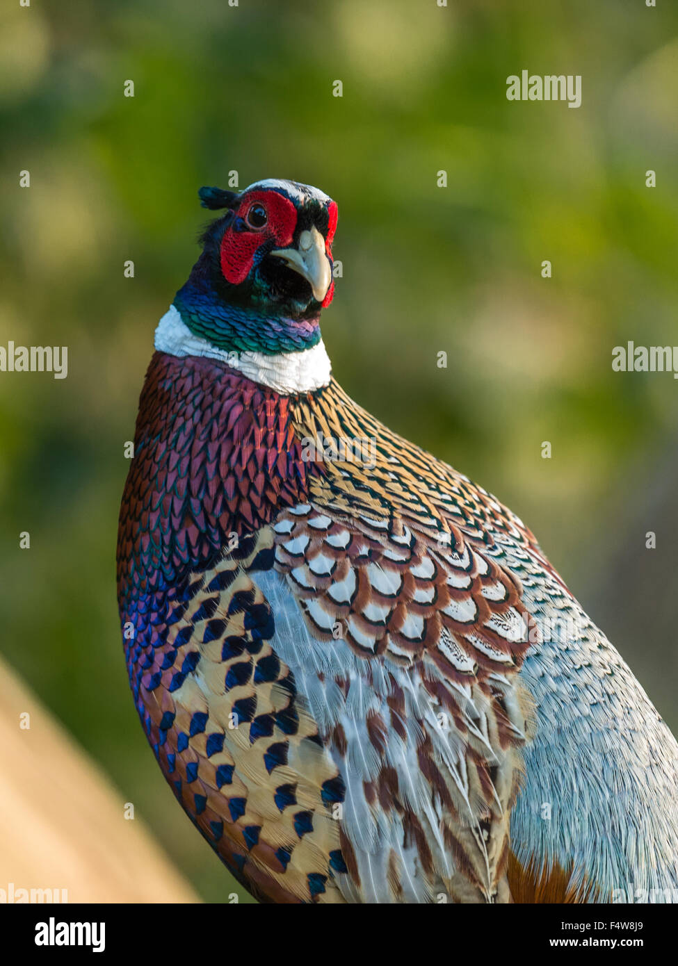 Beautiful Male Common British Pheasant (Phasianus colchicus) foraging ...